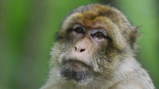 Monkey leaders and followers have 'specialised brains' - BBC News
