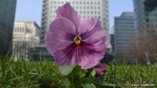 Pansy power: Guerrilla gardening fights homophobic hate - BBC News