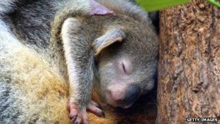 Koala chlamydia: The STD threatening an Australian icon - BBC News