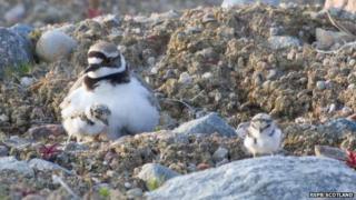 Rare little ringed plover chicks born at Loch Leven reserve - BBC News