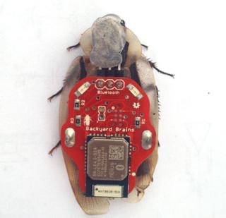 TEDGlobal welcomes robot cockroaches - BBC News