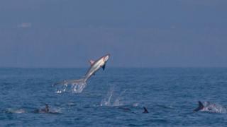 Rare shark birth captured on camera - BBC News
