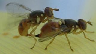 Decision awaited on genetically modified insect trial - BBC News
