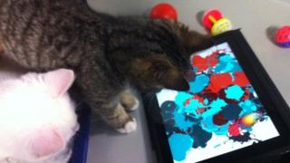 Cats Protection in Belfast residents create art for charity - BBC News