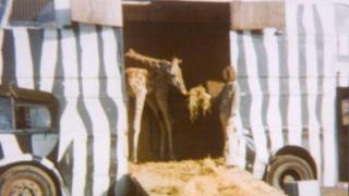 Moving day at the zoo: How do parks transfer their animals? - BBC News