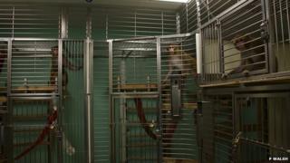 Why Oxford scientists are experimenting on monkeys - BBC News
