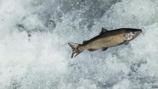 Pacific salmon migrate with a 'magnetic map' - BBC News