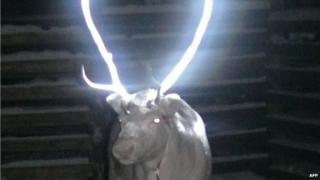 The reindeer that glow in the dark - BBC Newsround