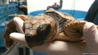 Aquarium optimistic over washed ashore turtle's recovery - BBC News