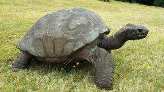 Meet Jonathan, St Helena's 182-year-old giant tortoise - BBC News
