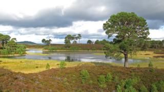 Cragside Scots pine tree is 'tallest of its kind' in UK - BBC News