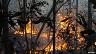 Amazon trees vulnerable to fire and climate combination - BBC News