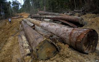 'Little progress' on forest protection plan - BBC News