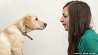 Dogs help Edinburgh Napier University to interview potential students ...