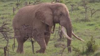 Kenya's ivory inferno: Does burning elephant tusks destroy them? - BBC News