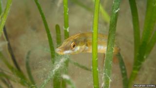 Seagrass fish feeding grounds 'lost like rain forests' - BBC News