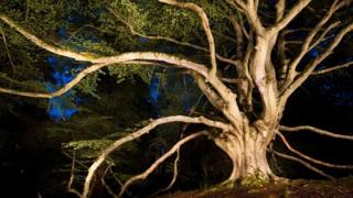 Scottish Tree of the Year finalists announced - BBC News
