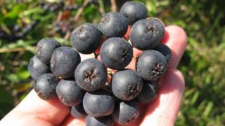 Berries in cancer therapy experiment - BBC News