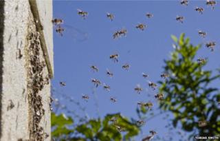 Aussie bees fight 'hive wars' - BBC News