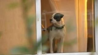 Dog attacks on postal workers fall by 10% - Royal Mail - BBC News