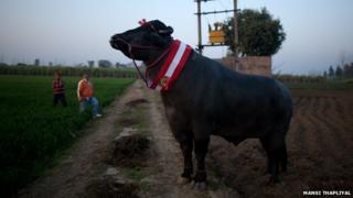 The bull whose semen is worth $3,000 - BBC News