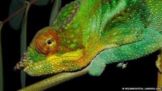 Chameleon colours 'switched by crystals' - BBC News