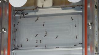 Ants in space grapple well with zero-g - BBC News