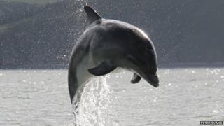 'Unusual' dolphin breed spotted in Cardigan Bay - BBC News