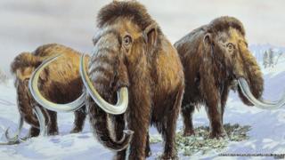 Baby woolly mammoth found frozen in ice in Canada - BBC Newsround