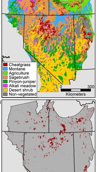 Wildfires fanned by invasive grass species - BBC News