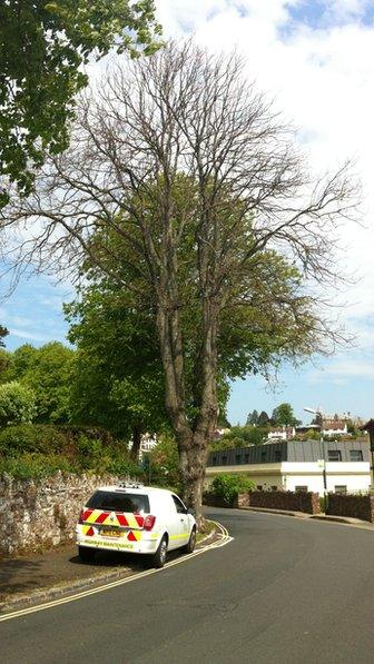 Torquay lime tree 'poisoning' investigated by police - BBC News