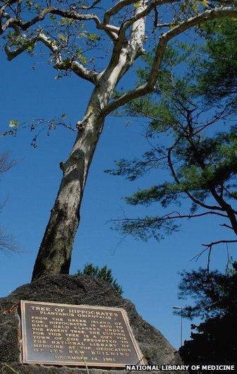 DNA fingerprint for Hippocrates' legendary tree - BBC News
