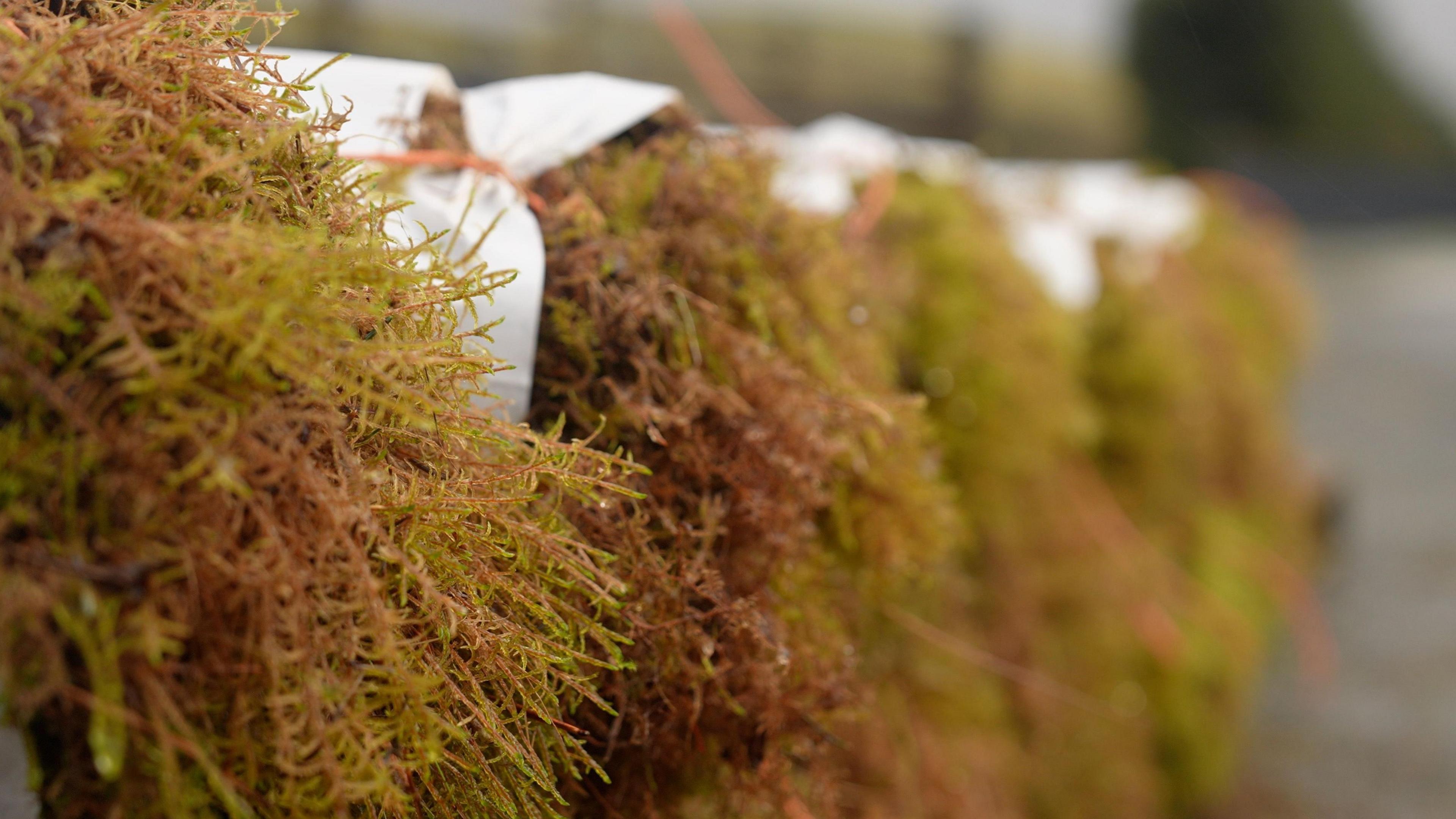 The 'secret' and mysterious world of gathering moss - BBC News