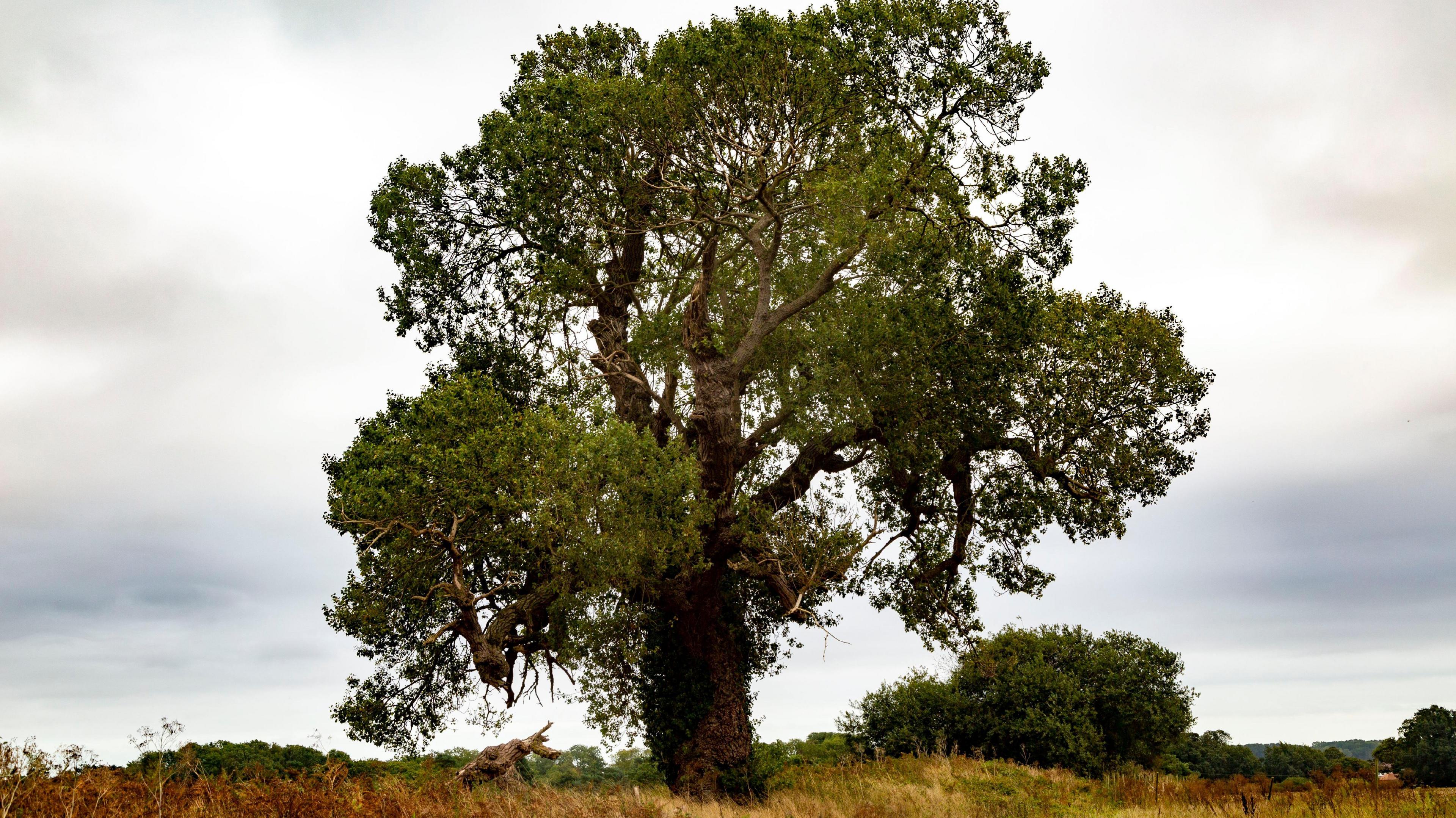 Swindon councillor joins effort to save rare black poplar tree - BBC News