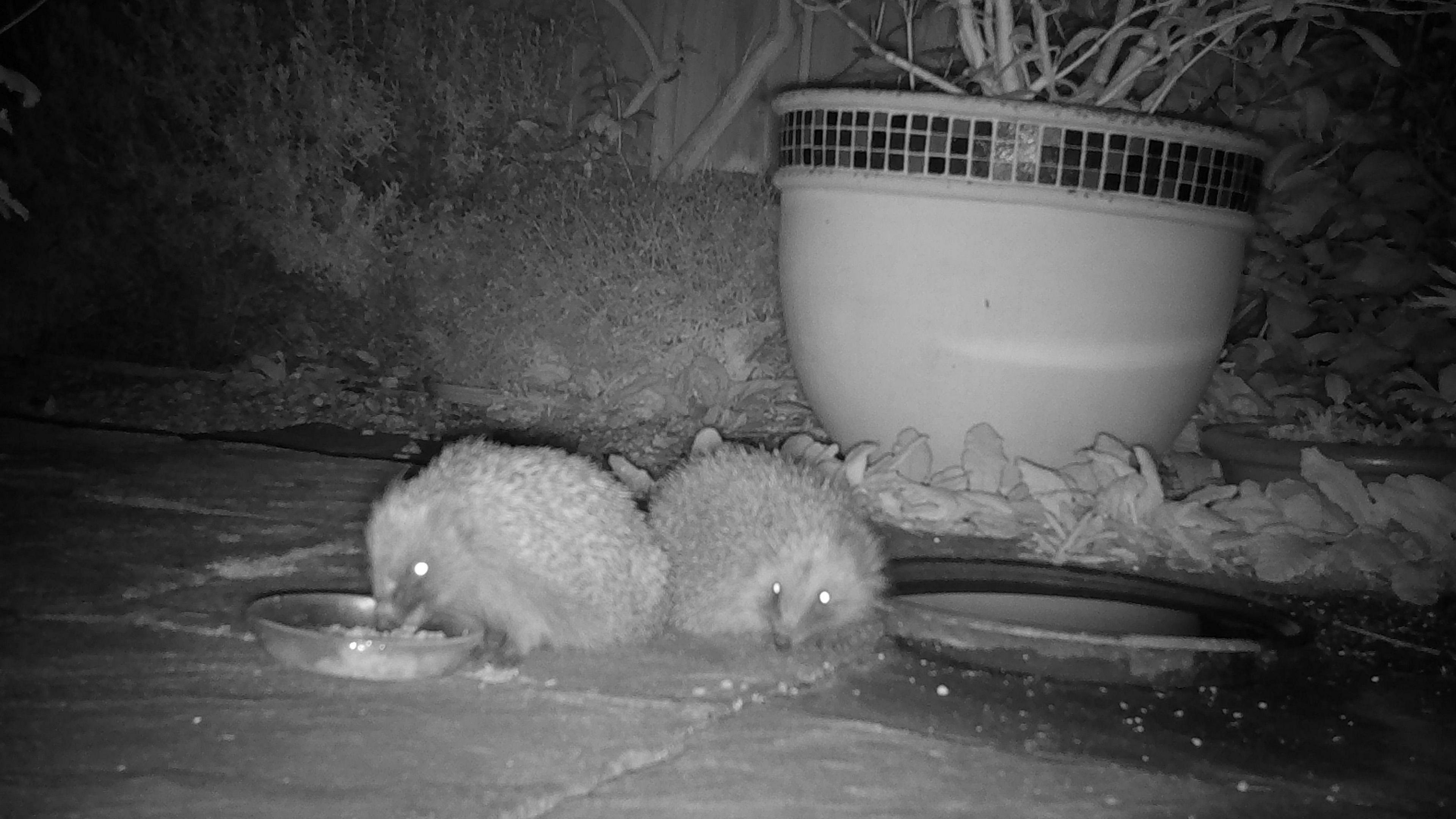 Hidden cameras reveal what hedgehogs really get up to after dark - BBC News