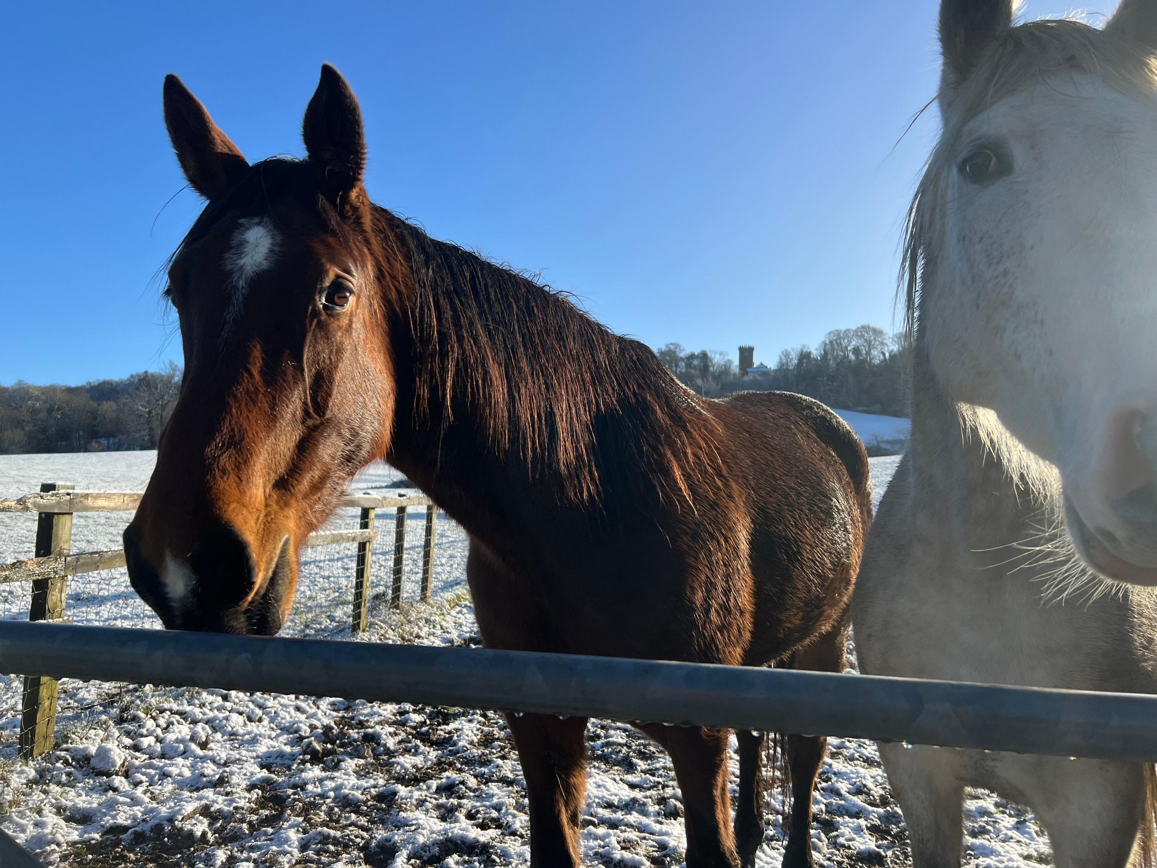 New Year freeze: Your snowy pics - BBC Newsround