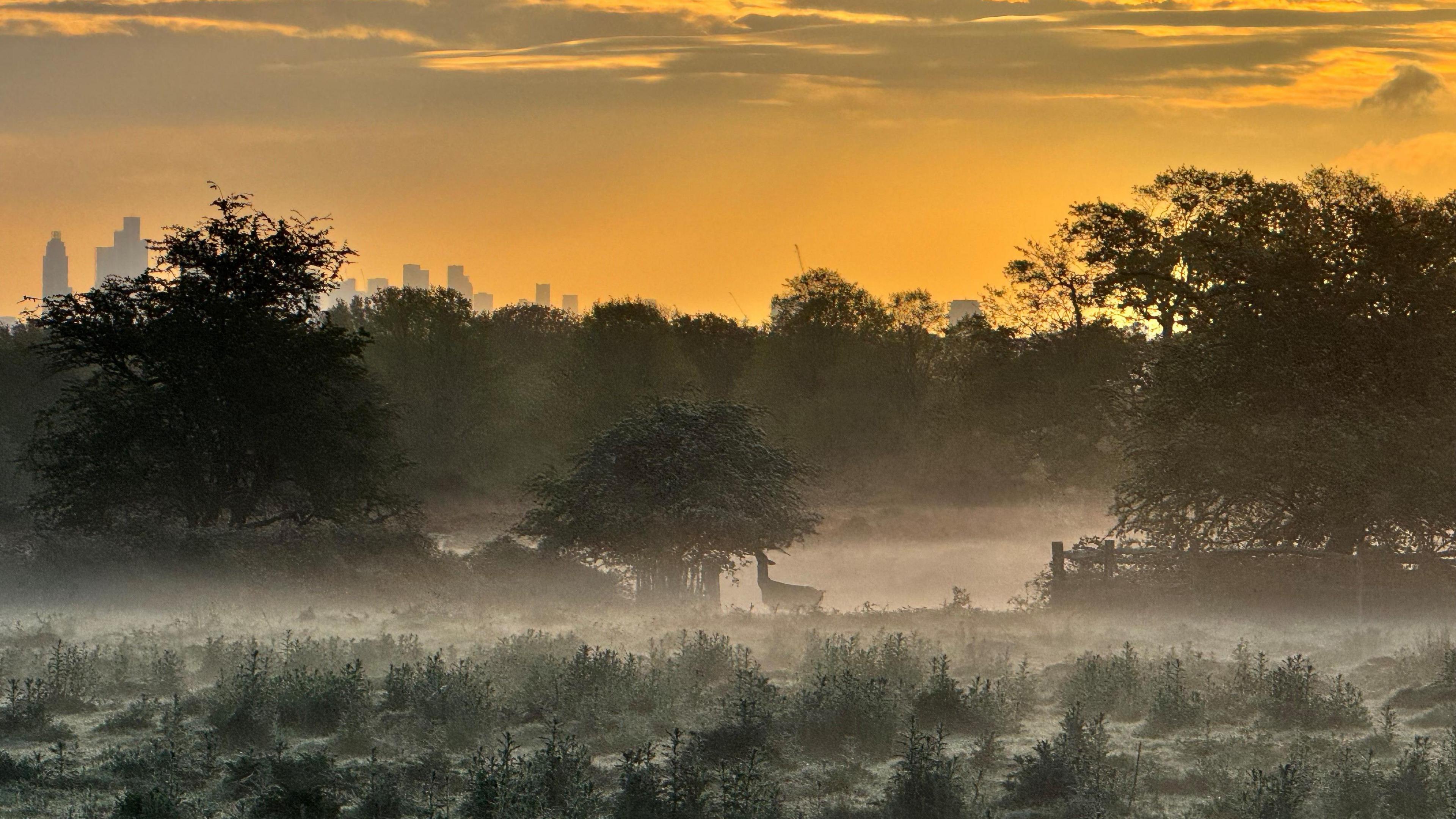 Hidden wildlife emerges in London cyclists' photo competition - BBC News