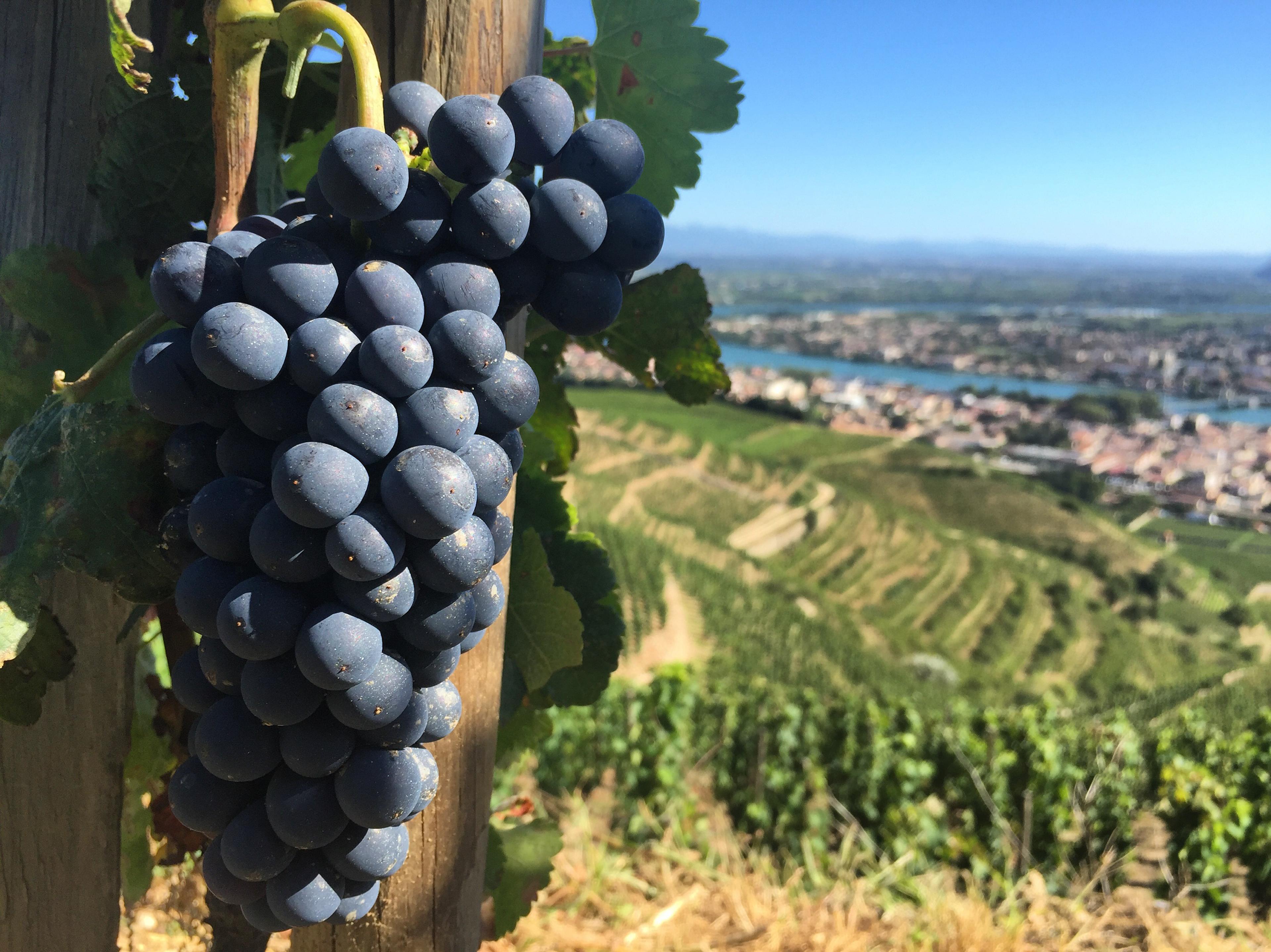 Shiraz grape store