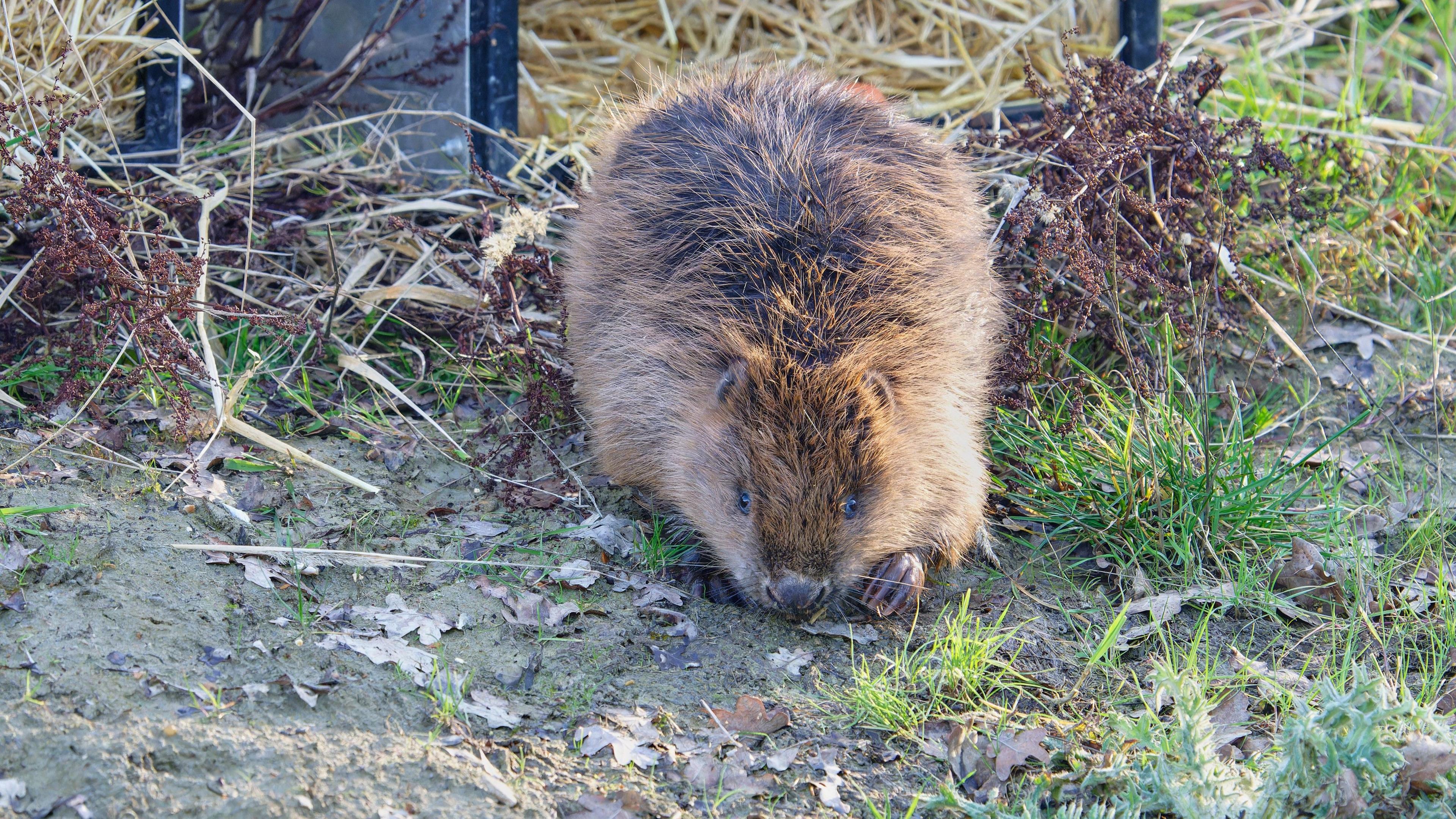 Eurasian beavers return to Biggleswade in a 400-year first - BBC News