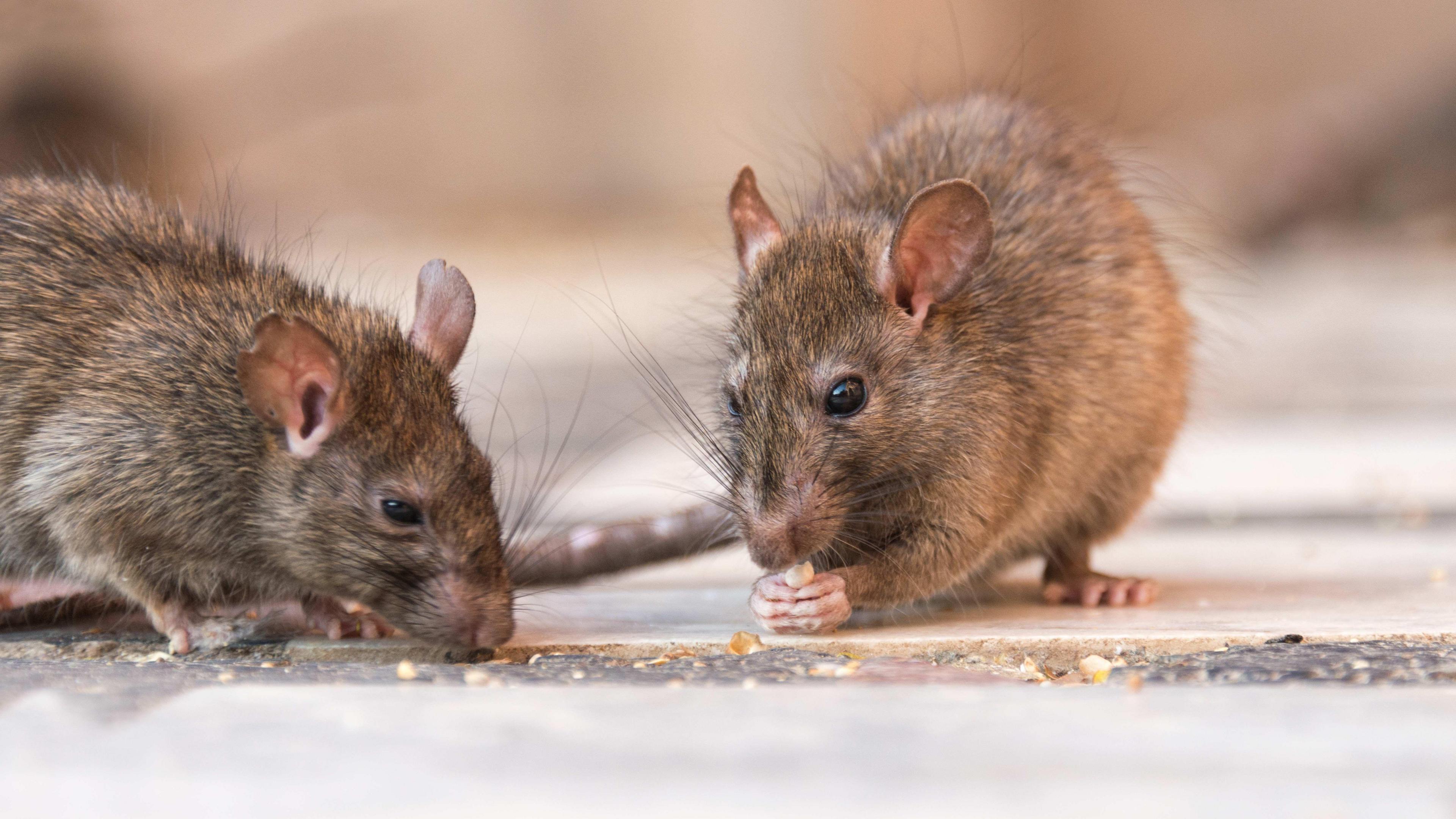 Rat infestation left mum sleeping on the sofa - BBC News
