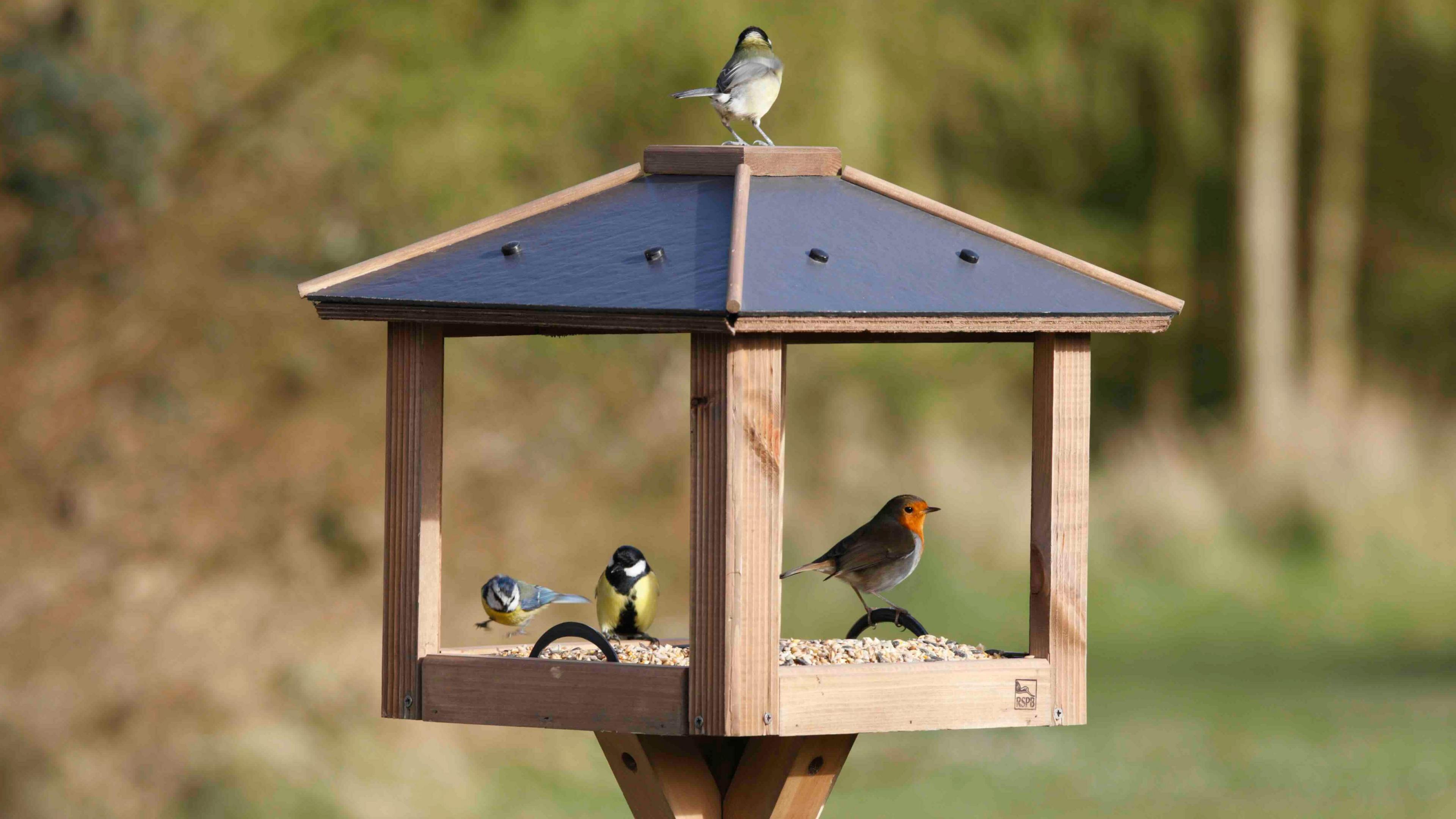 Want to help garden birds? Don't feed them in warmer months, says RSPB ...
