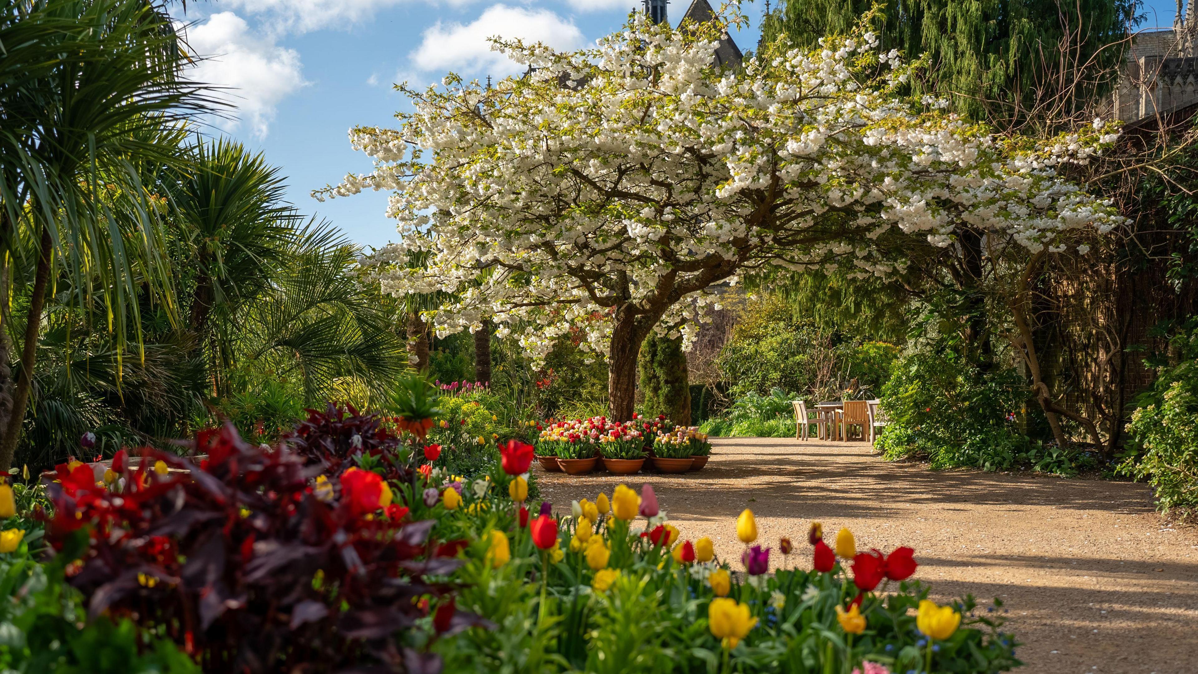 Tulips at Arundel Castle blooming 'earlier than ever' - BBC News