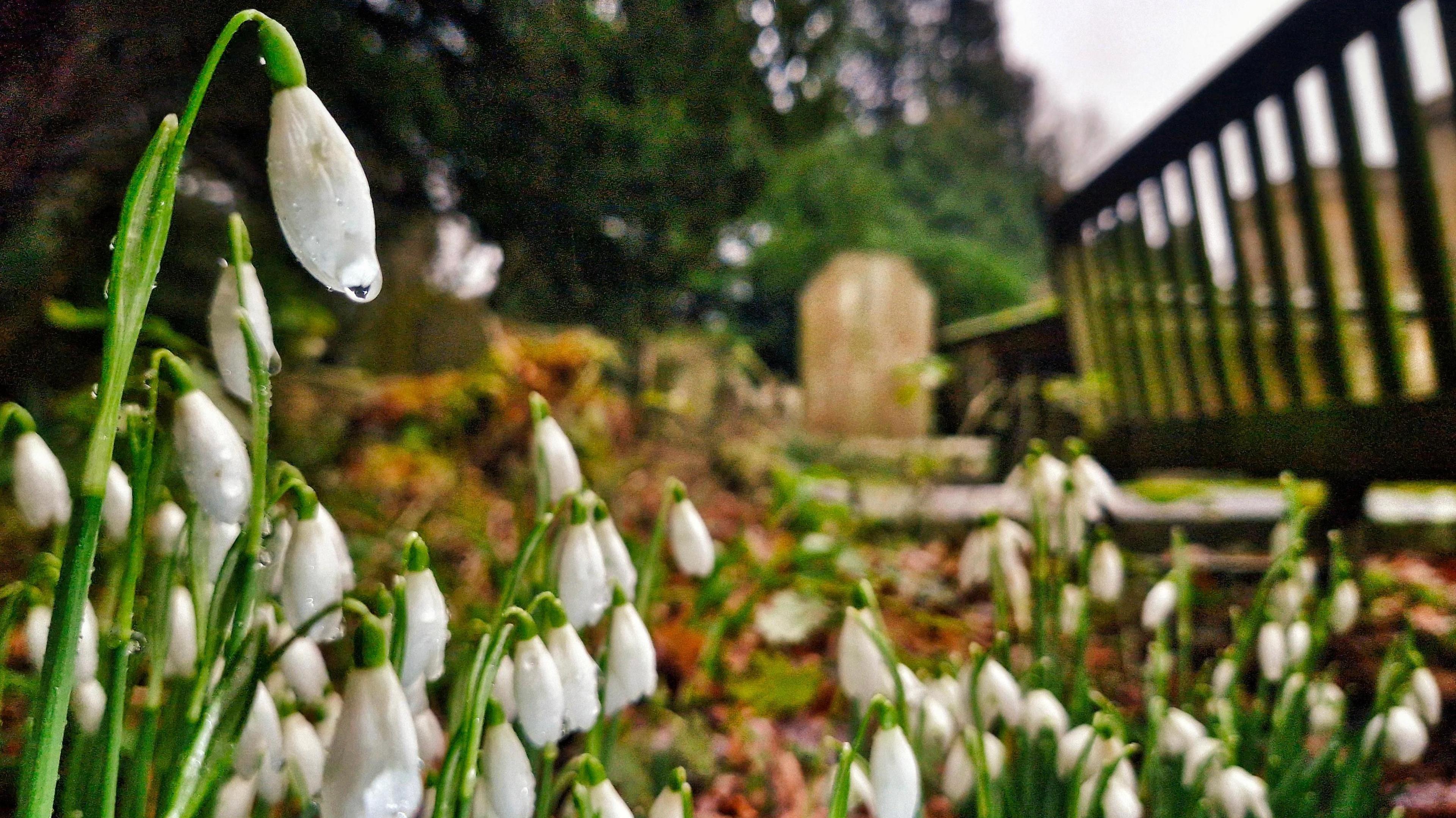 Snowdrops in bloom in the North East and Cumbria - BBC News