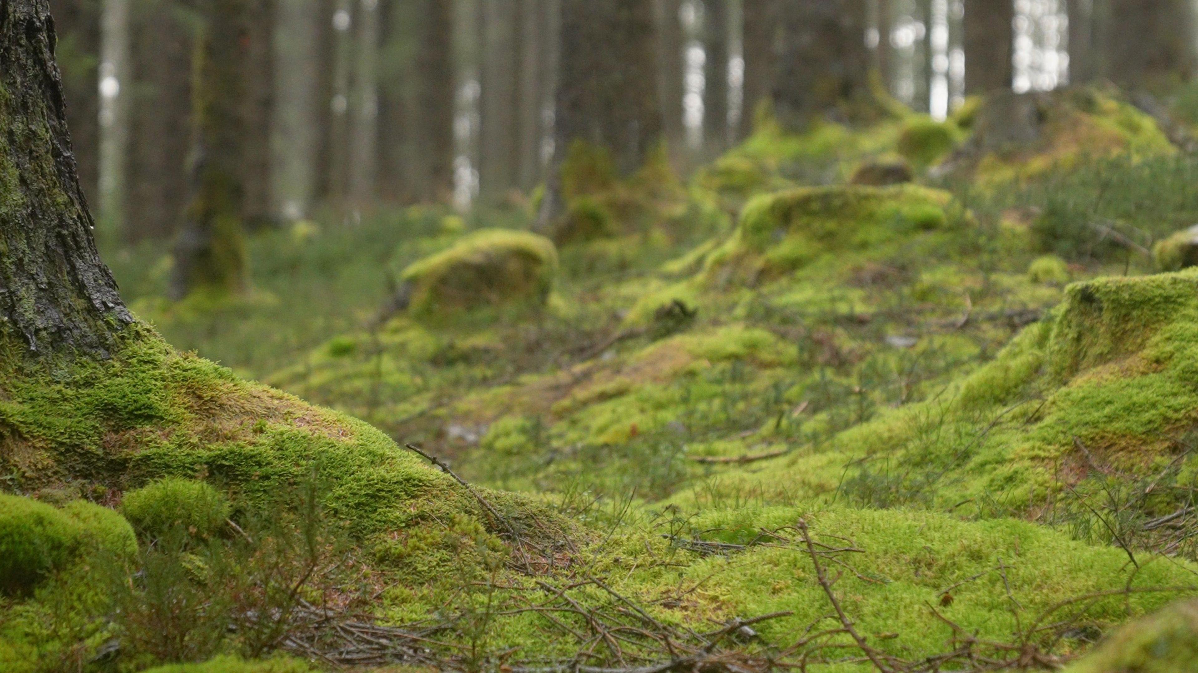 The 'secret' and mysterious world of gathering moss - BBC News