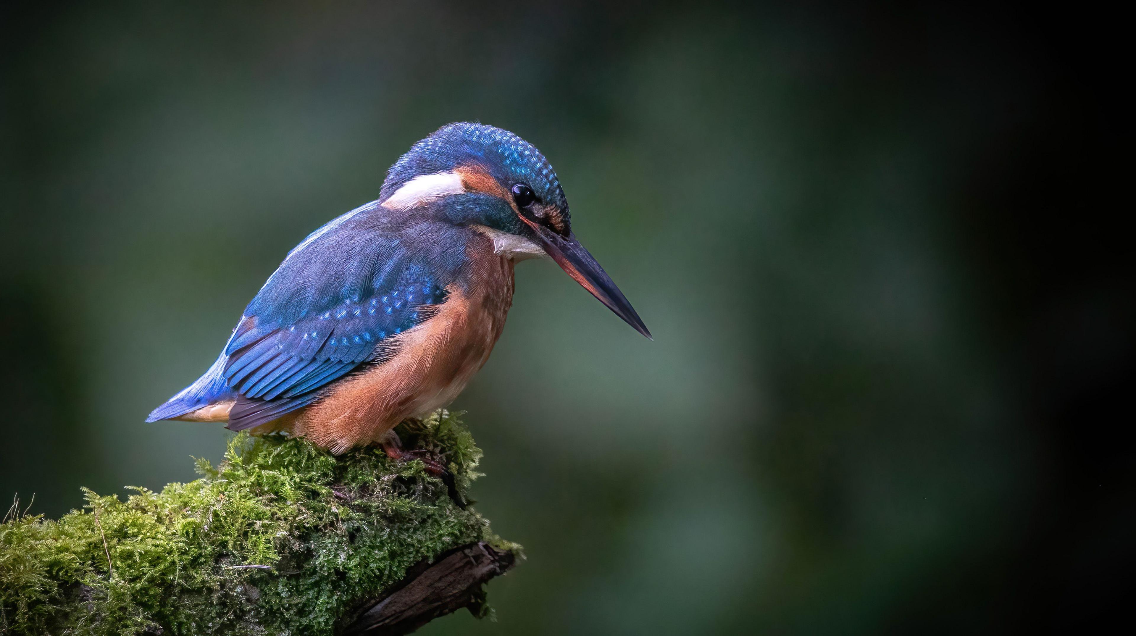 Oriel: Bywyd gwyllt Cwm Elan - BBC Cymru Fyw