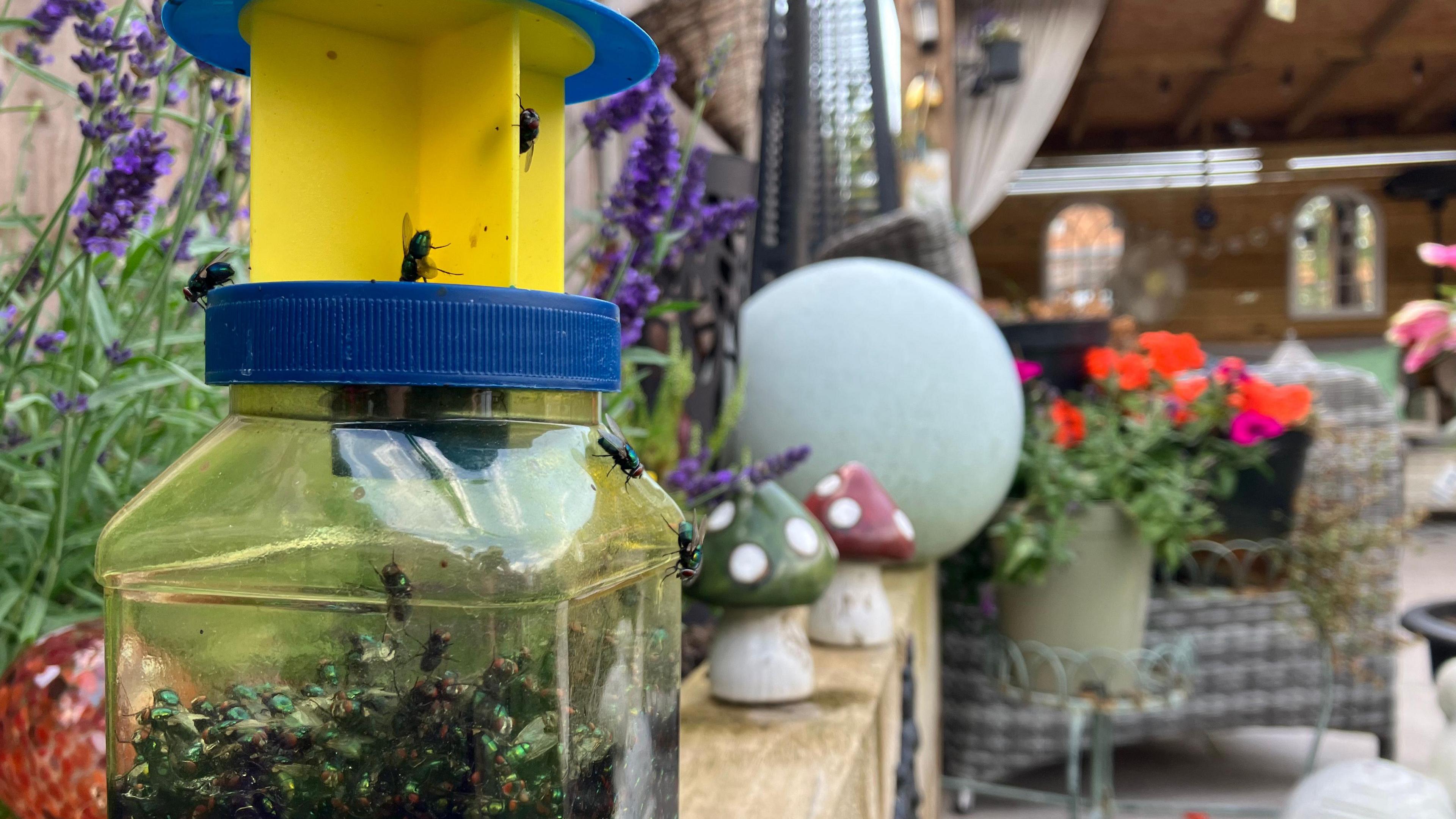 Leicester residents feel trapped in homes by fly invasion - BBC News