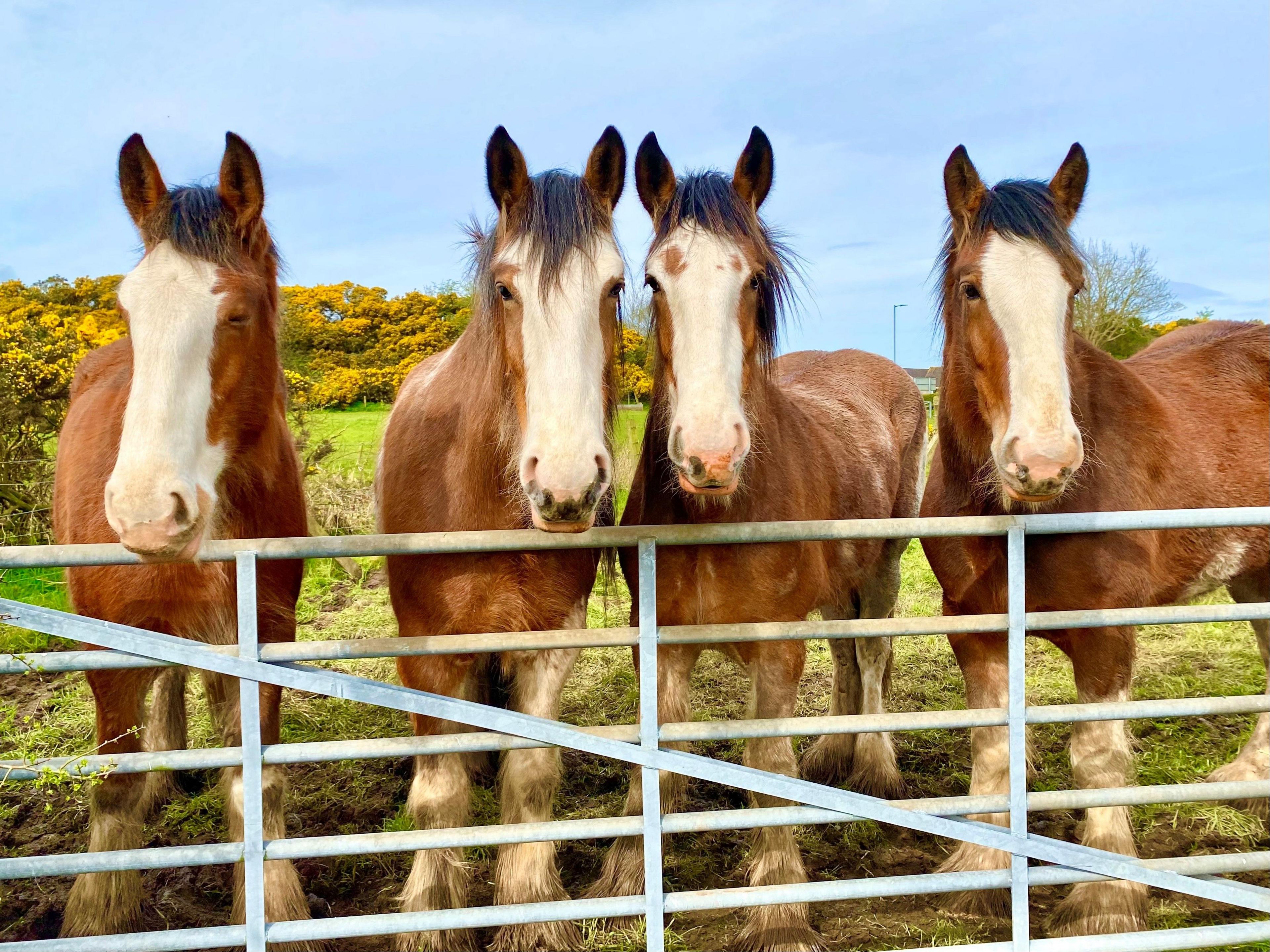 Your pictures of Scotland: 12 - 19 April - BBC News