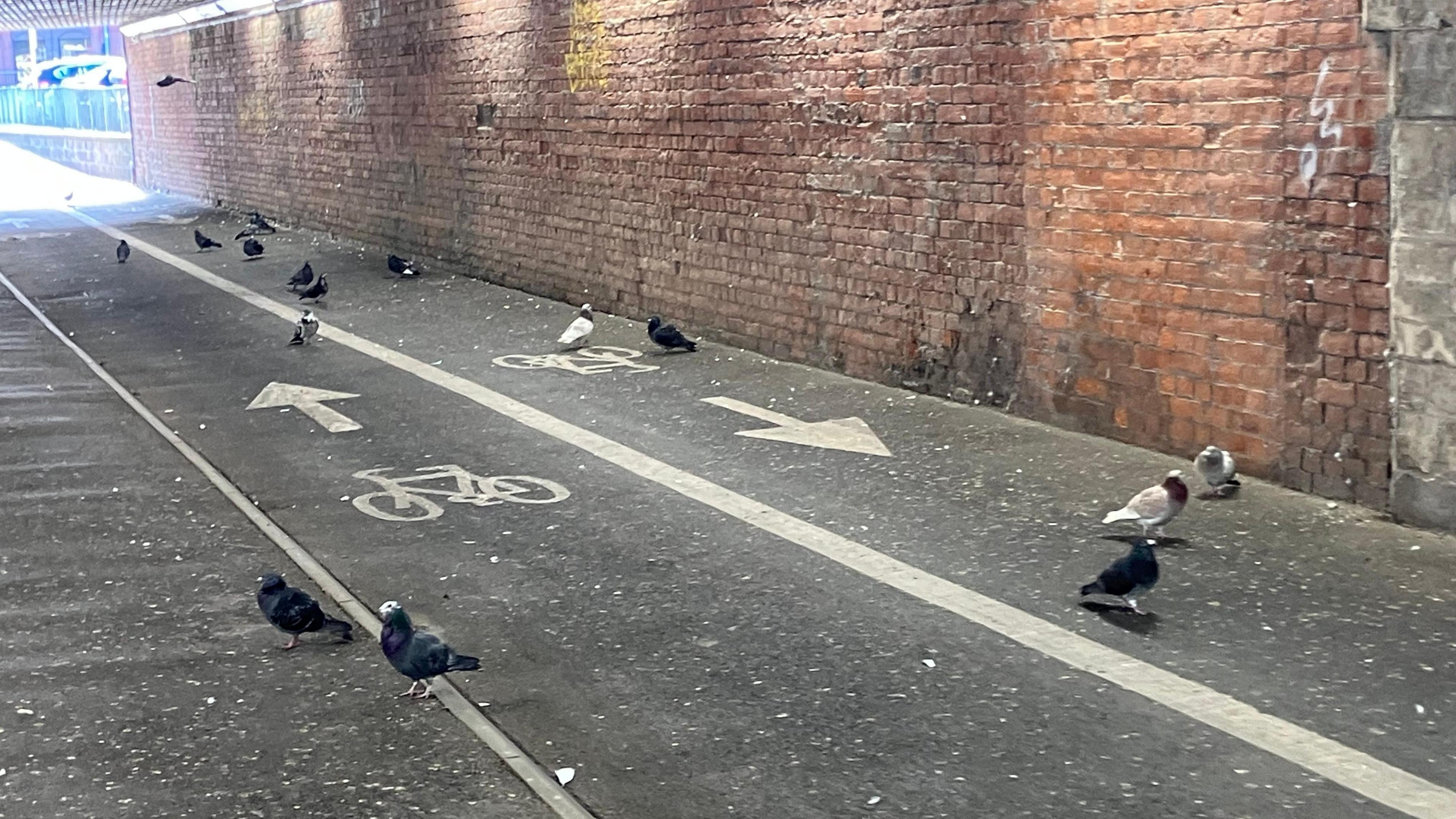 'You feel like you're in a bomb squad': Warning of pigeon poo 'health ...