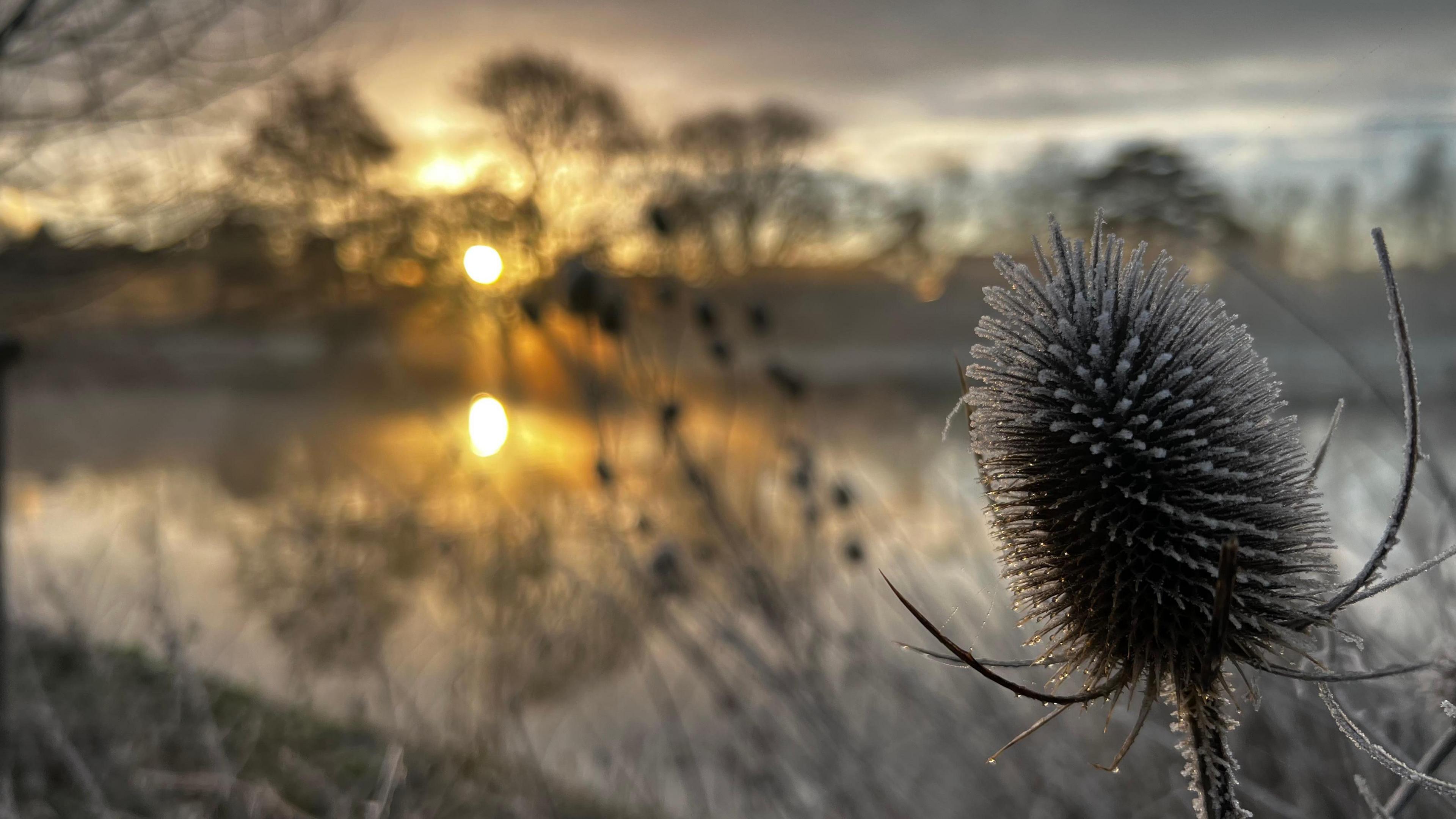 Your photos from the West Midlands: Icy squirrels and the first ...