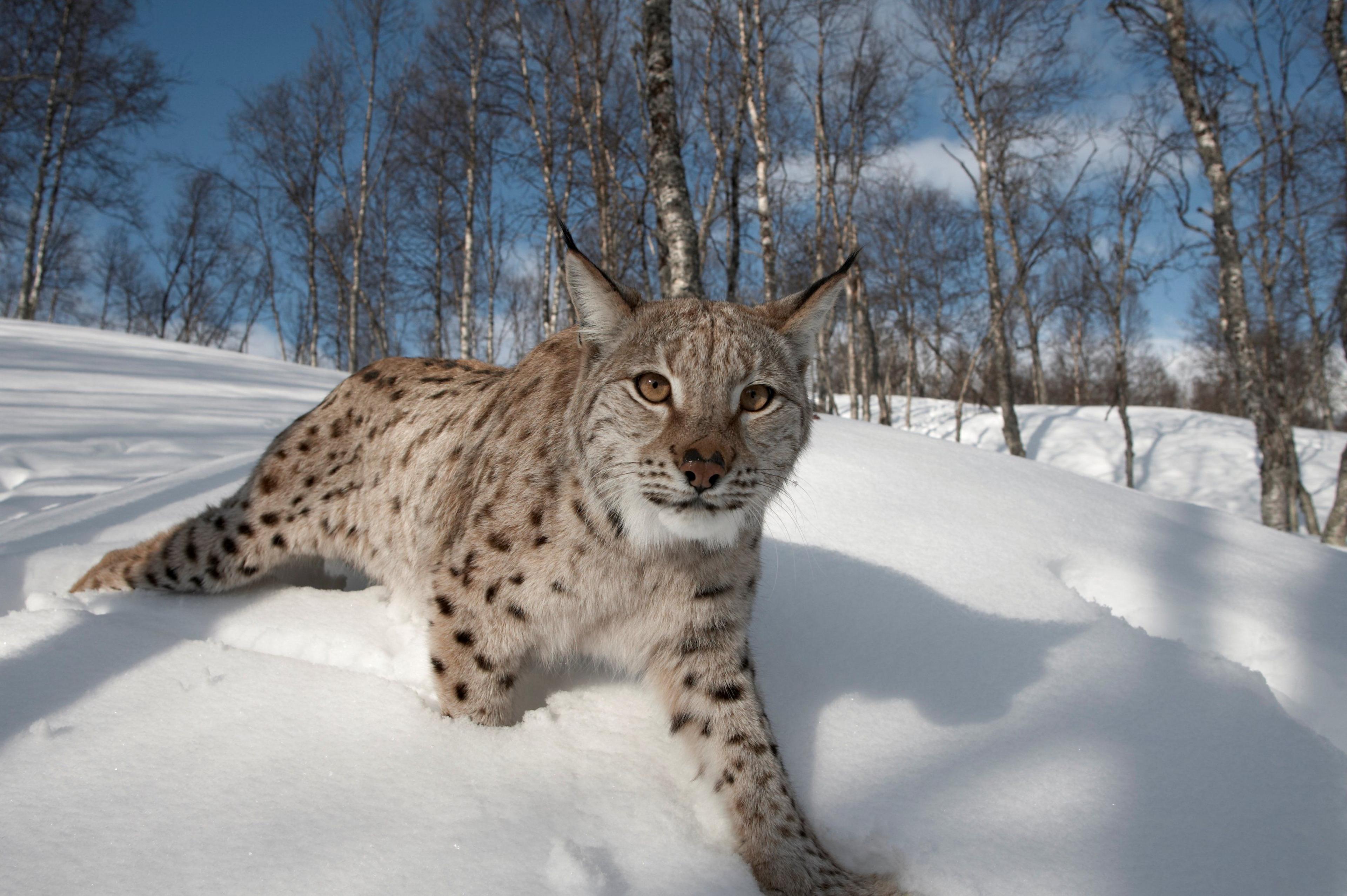 Highland and Moray locals to be asked for views on lynx reintroduction ...